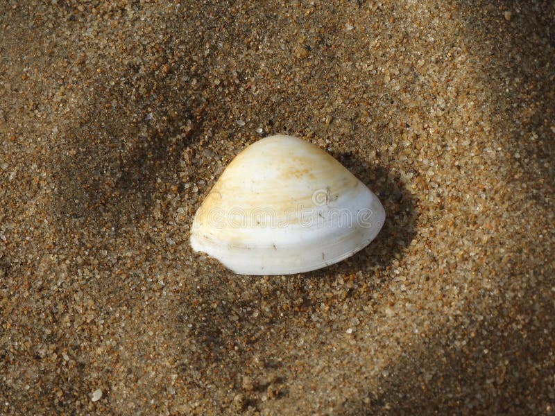 Lone shell stock image. Image of lone, shell, sand, beach - 79080147