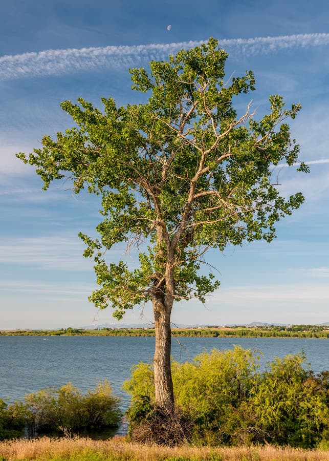 Lone Single Tree with a Half Moon Near a Lake Stock Image - Image of ...