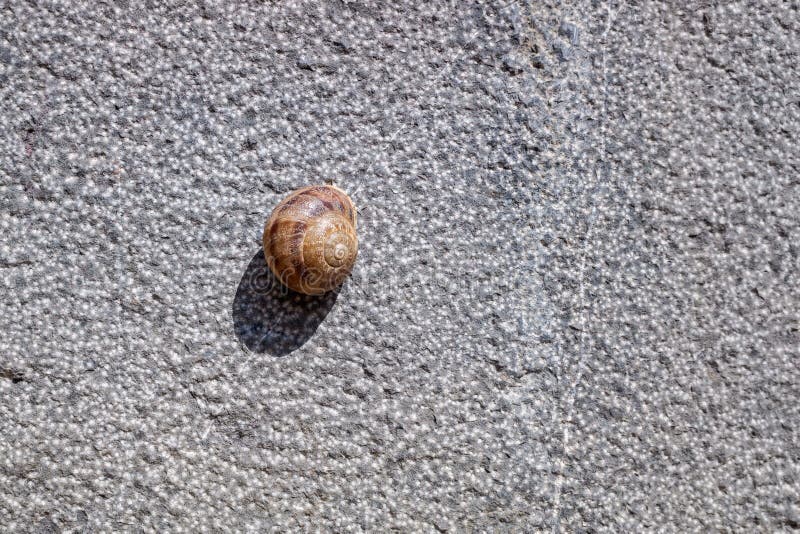 A Lone Snail Hidden Inside Its Shell, Stuck To a Wall in the Sun in ...
