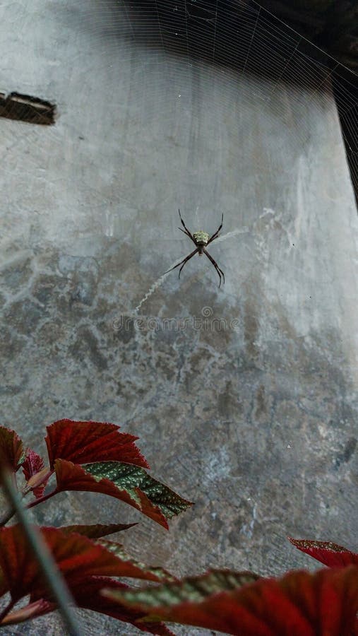 A lone spider stock image. Image of spiderwebs, cloudy - 265905983