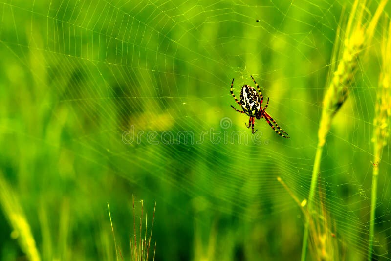 A Lone Spider is Waiting for Its Fly. Stock Image - Image of waiting ...