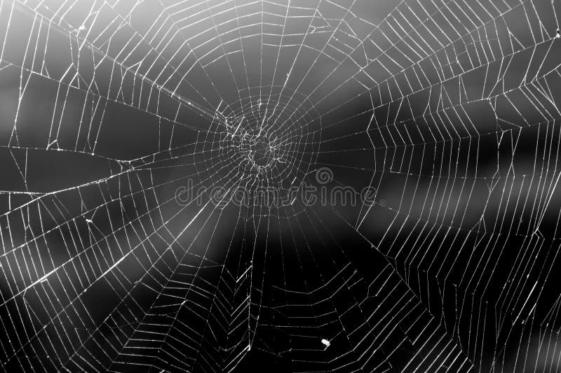 Lone Spider Web on Gray Background Stock Image - Image of wildlife ...