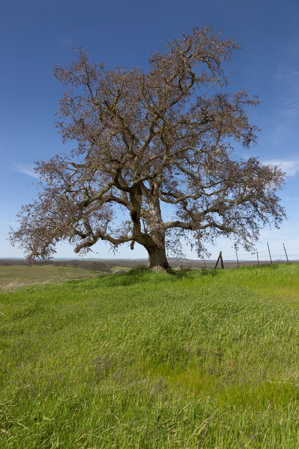 Lone Oak Tree In California Stock Photo - Image of dead, pasture: 12110892