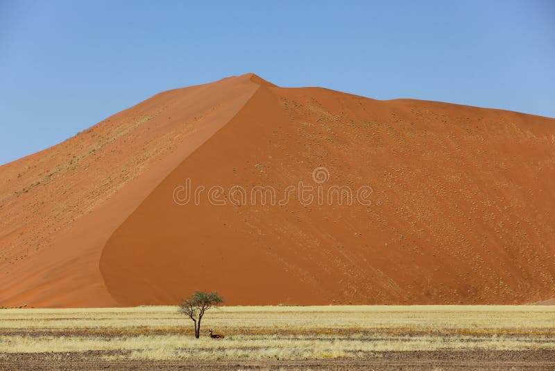 Lone Springbuck Under a Lone Tree in Front of a Large Dune Stock Photo ...