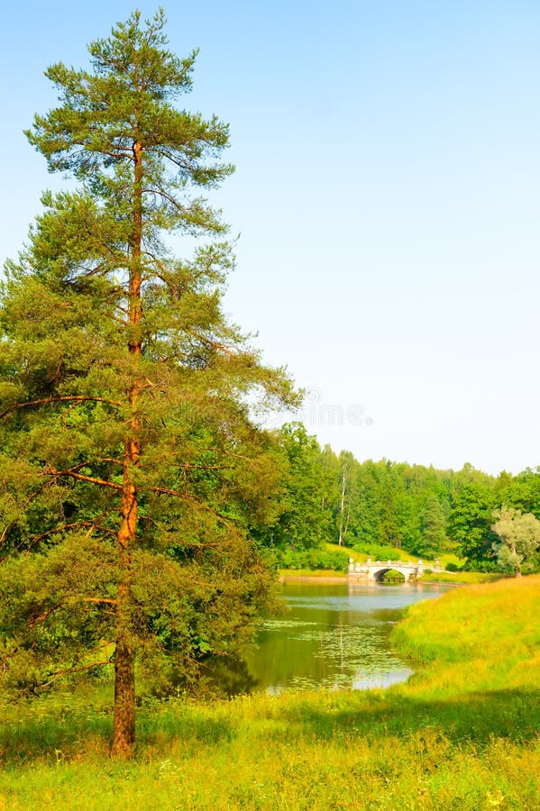 Lone spruce near pond stock image. Image of freedom, nature - 38128829