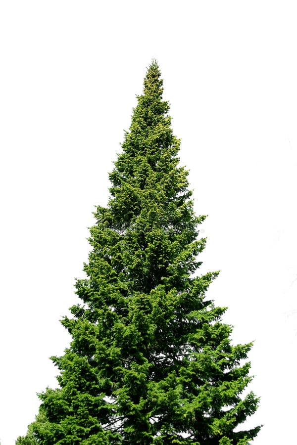 Green Lone Tree On White Background Stock Photo - Image of field ...