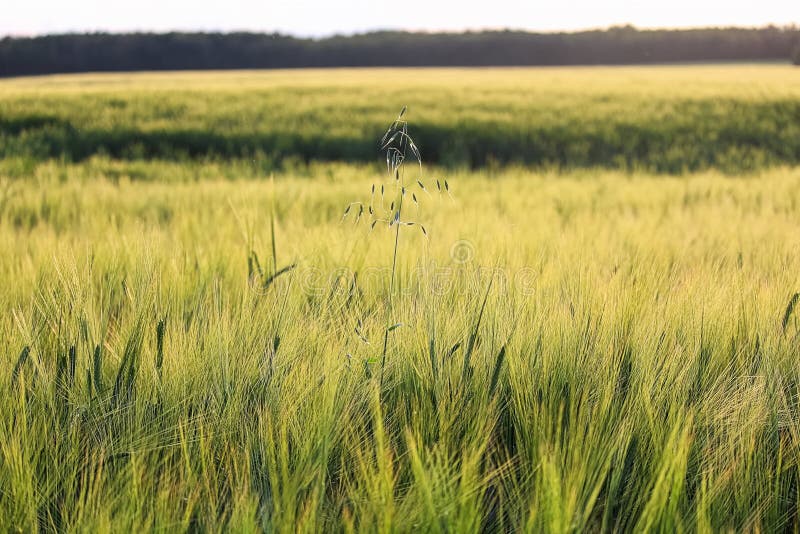 A Lone Stalk Wild Oats in a Field of Barley Stock Photo - Image of ...