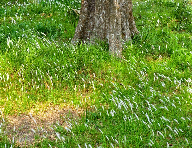 The Lone Standing. stock photo. Image of garden, soil - 271335102