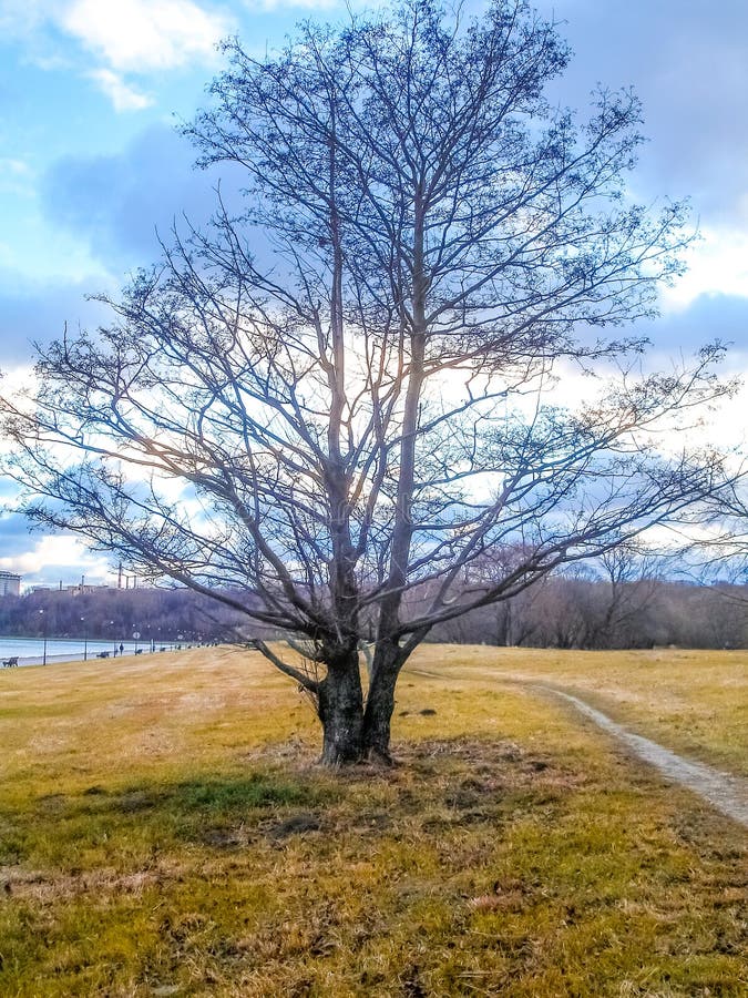 Lone Standing Bare Tree in Fall Against Blue Cloudy Sky Stock Image ...