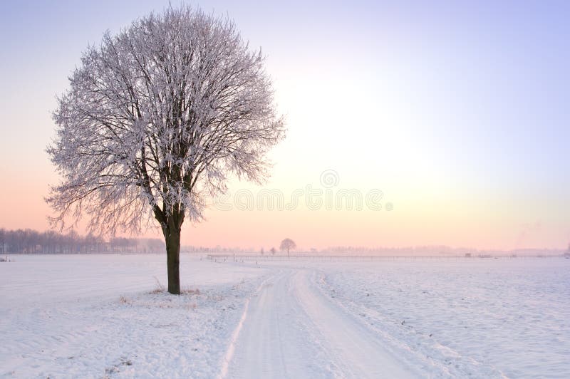Lone Standing Sunset Winter Tree Stock Image - Image of white, season ...
