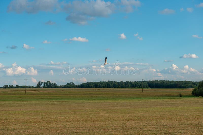 A Lone Stork Flies Over a Meadow at the Edge of the Forest Stock Image ...