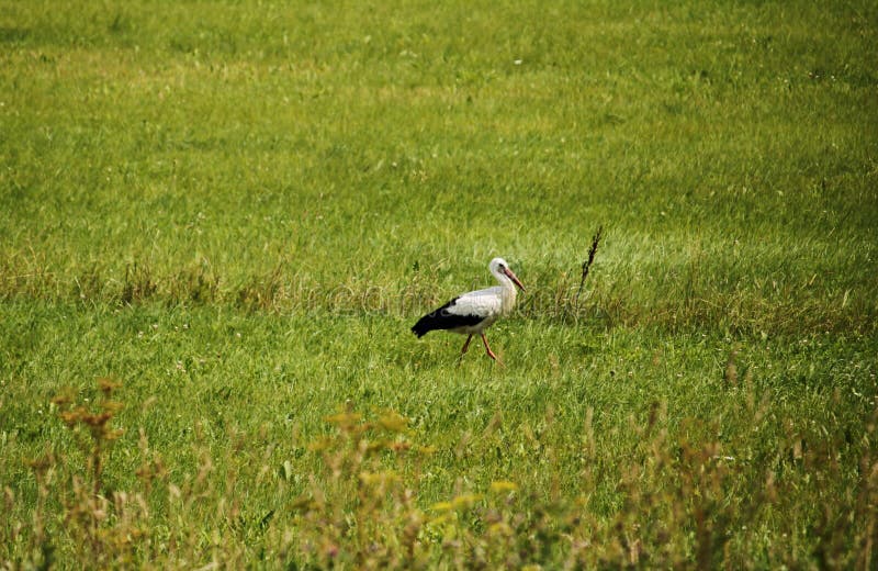 A Lone Stork Wanders through a Village Field Looking for Food Stock ...