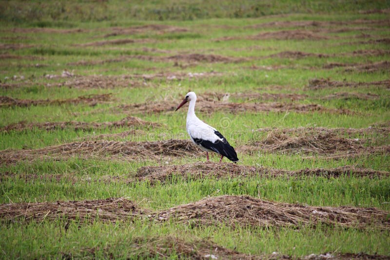 A Lone Stork Wanders through a Village Field Looking for Food Stock ...