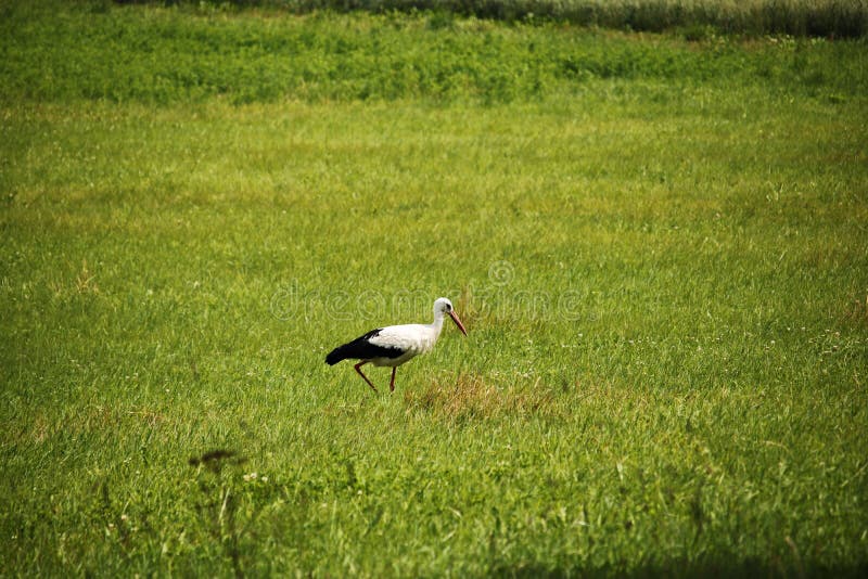 A Lone Stork Wanders through a Village Field Looking for Food Stock ...