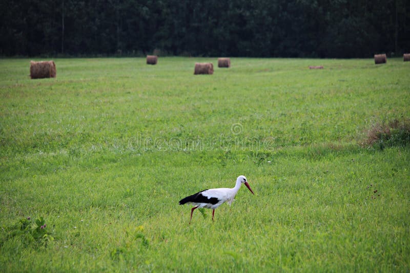 A Lone Stork Wanders through a Village Field Looking for Food Stock ...