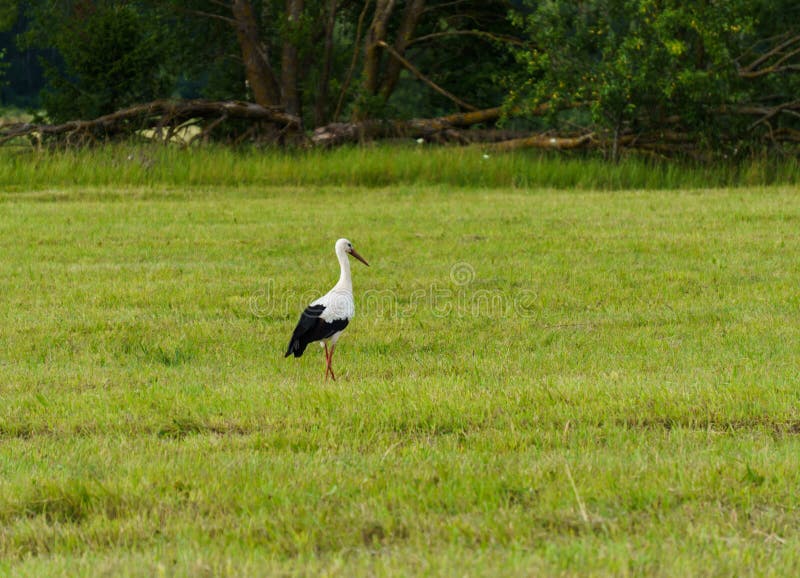 A Lone Stork Wanders through a Village Field Looking for Food Stock ...