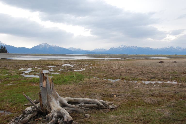 Lone stump on beach stock photo. Image of slough, driftwood - 9727010