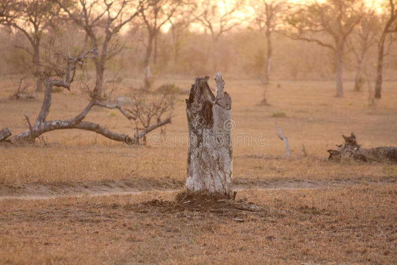 Beware of the Stump Creature Stock Photo - Image of ponderosa, cones ...