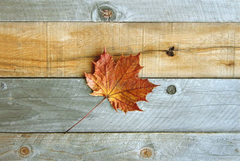 Lone Sugar Maple Leaf Rustic Wood Background Stock Photos - Free ...