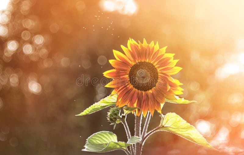 Lone Tall Sunflower in the Sun on a Blurred Background. a Horizontal ...