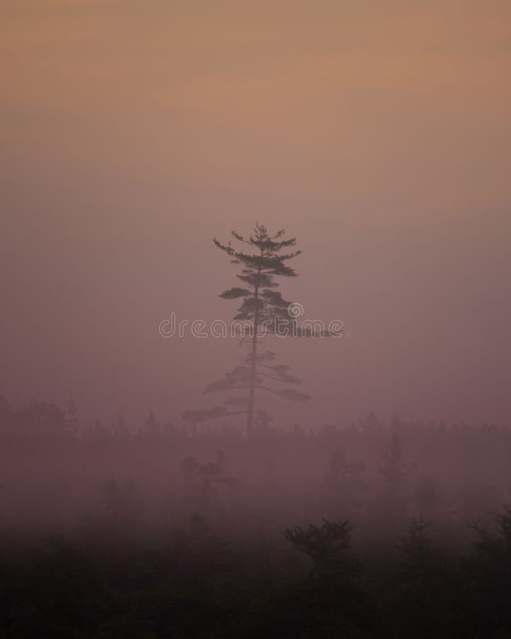 Lone Tall Tree in a Forest during Misty Morning in the Countryside ...