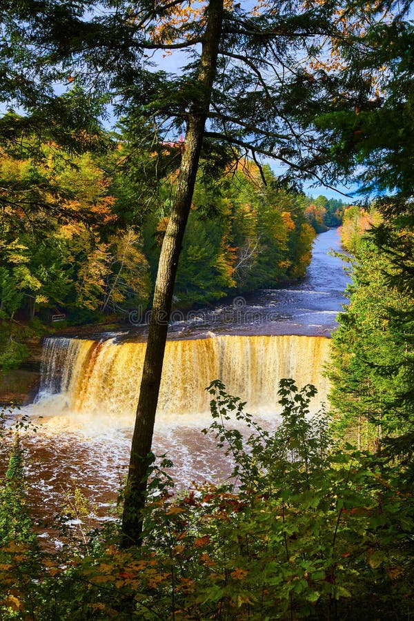 Lone Tall Tree Overlooking and Above Tahquamenon Falls and Long River ...