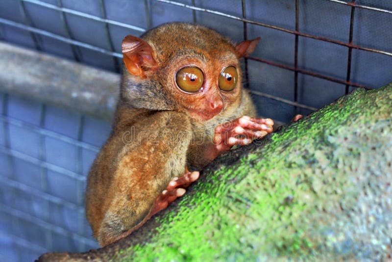 A lone tarsier monkey stock photo. Image of rare, tarsier - 9271964