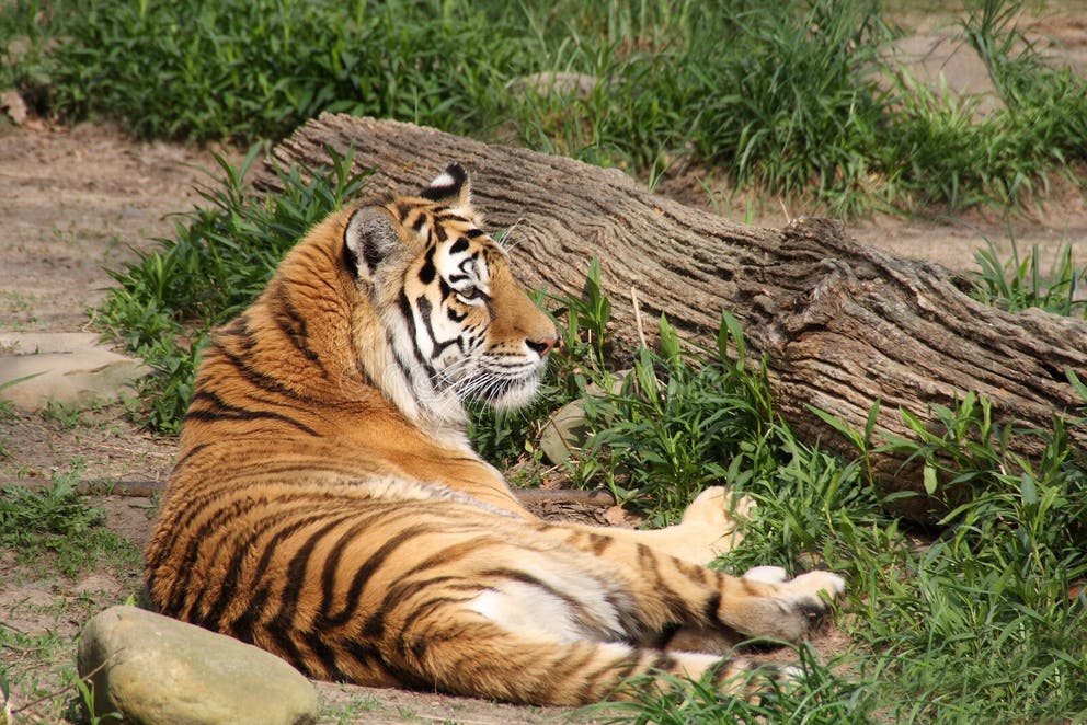 Lone tiger stock image. Image of predator, nature, ferocious - 5038611