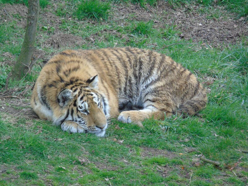 Tiger chilling and relaxed stock image. Image of captive - 107209703