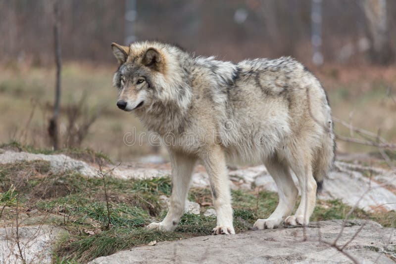 Lone Timber Wolf in the Fall Stock Photo - Image of natural, grey: 47548206