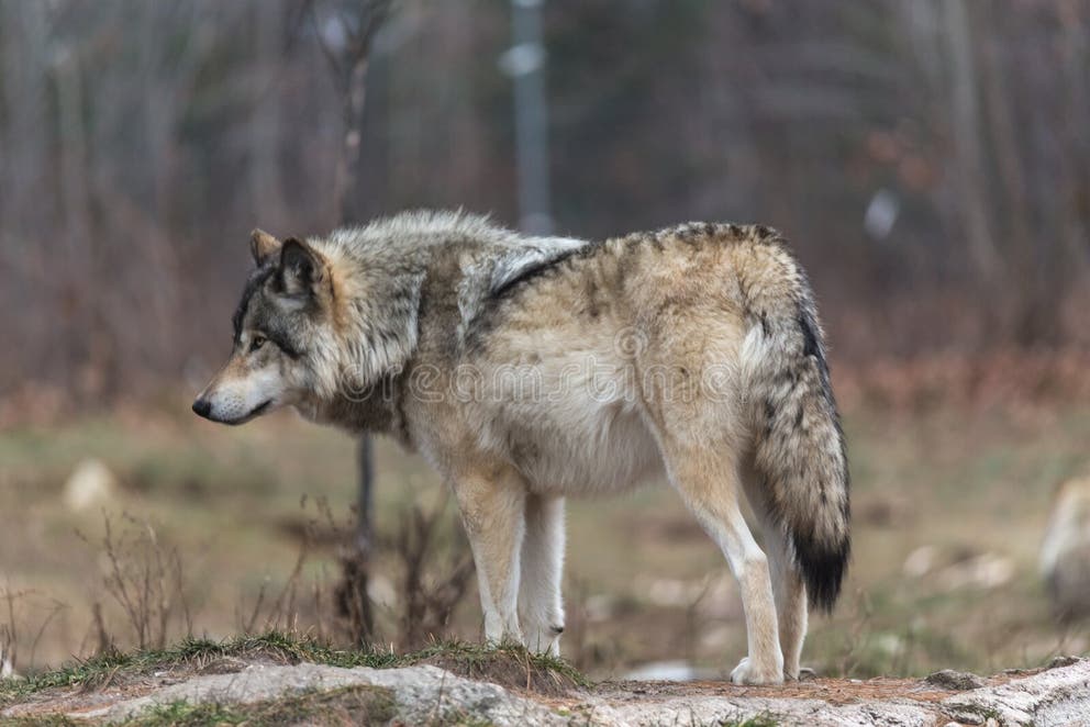 Lone Timber Wolf in the Fall Stock Photo - Image of fall, grey: 47548310