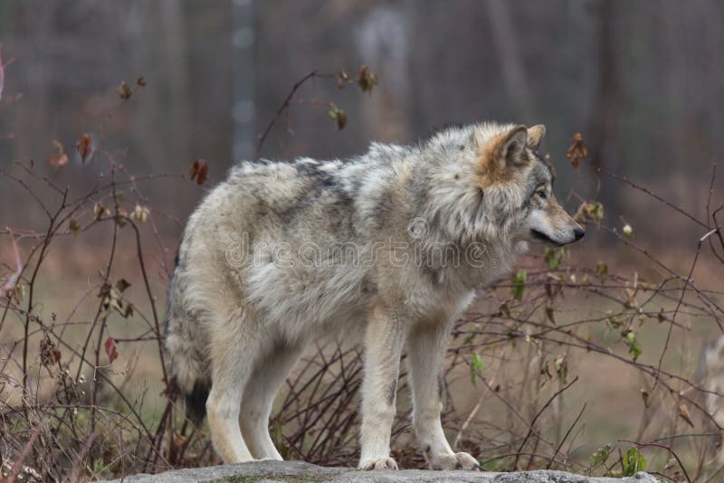 Lone Timber Wolf in the Fall Stock Image - Image of pair, frightening ...