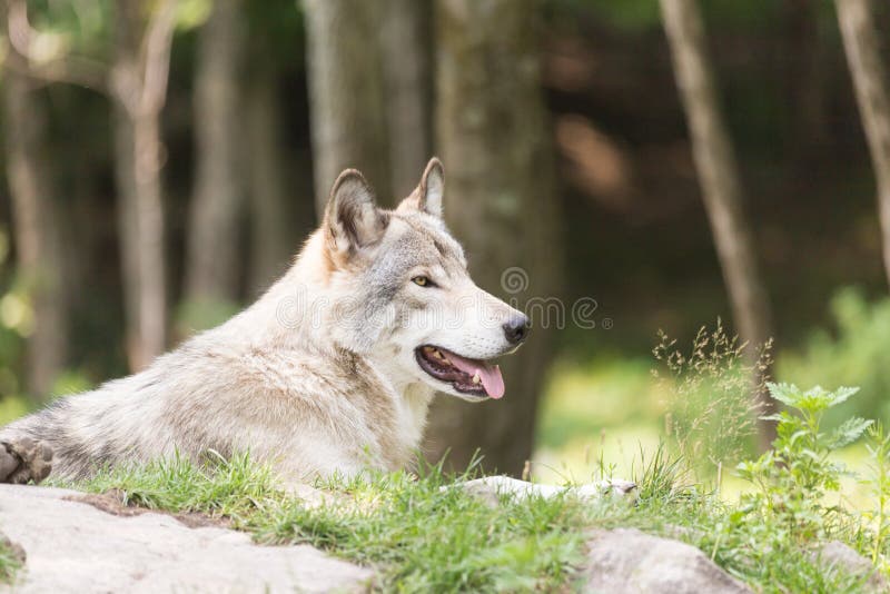 Lone Timber Wolf in a Forest Stock Image - Image of foliage, green ...