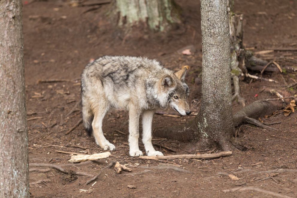 A Lone Timber Wolf in a Forest Stock Image - Image of america, lupus ...