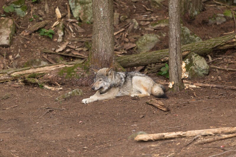 A Lone Timber Wolf in a Forest Stock Photo - Image of animal, creature ...