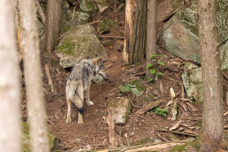 A Lone Timber Wolf in a Forest Stock Image - Image of pack, coats: 78295569