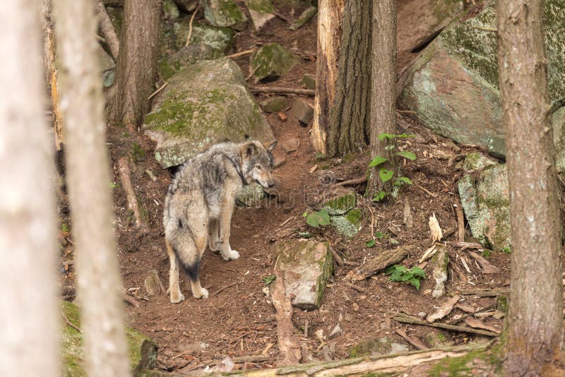 A Lone Timber Wolf in a Forest Stock Photo - Image of closeup, back ...