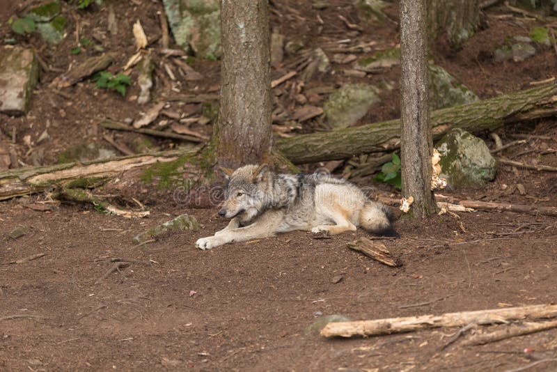 A Lone Timber Wolf in a Forest Stock Image - Image of snow, coats: 78295589