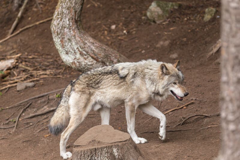 A Lone Timber Wolf in a Forest Stock Image - Image of lone, pack: 78295677