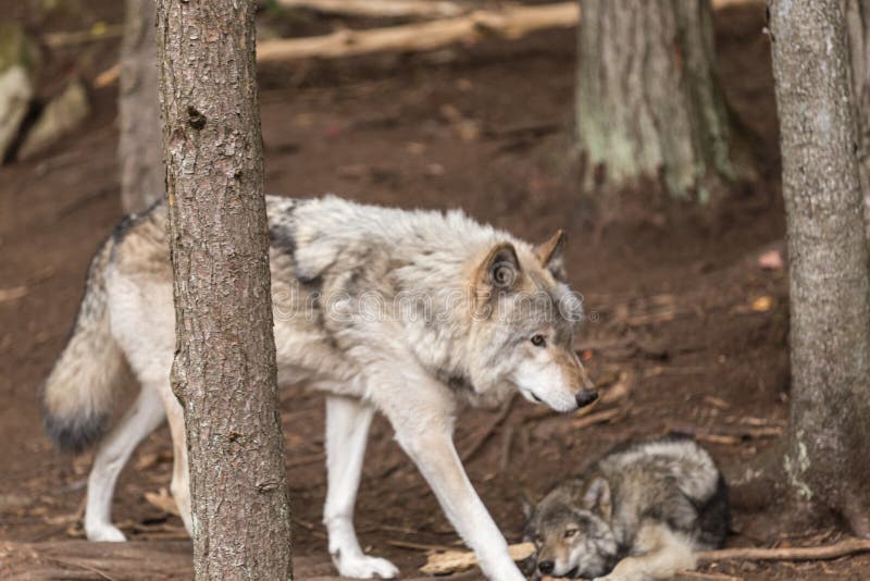 A Lone Timber Wolf in a Forest Stock Photo - Image of portrait, forest ...