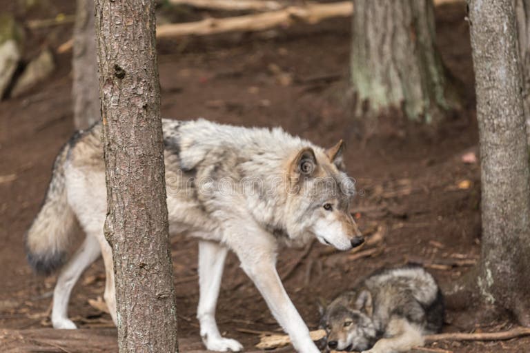 A Lone Timber Wolf in a Forest Stock Photo - Image of portrait, forest ...