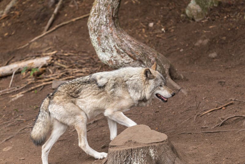 A Lone Timber Wolf in a Forest Stock Image - Image of mammal, pack ...