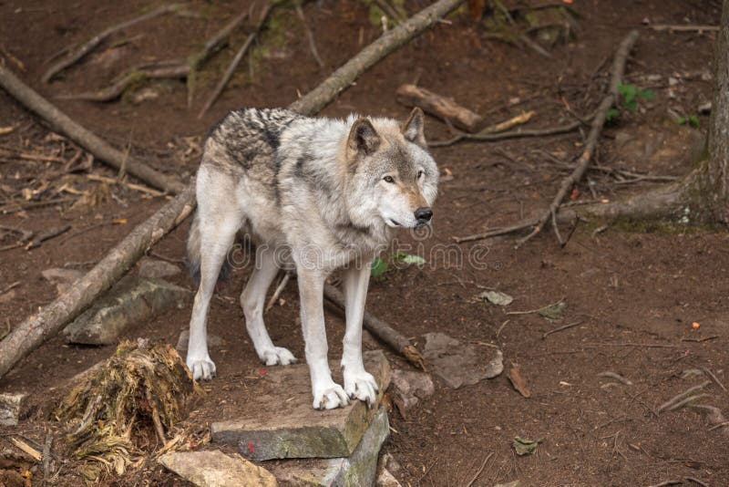 A Lone Timber Wolf in a Forest Stock Photo - Image of coats, creature ...