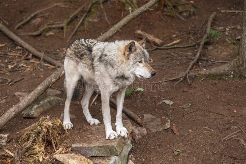 A Lone Timber Wolf in a Forest Stock Photo - Image of portrait ...