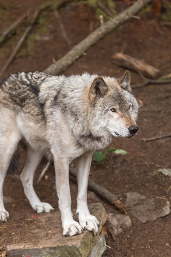A Lone Timber Wolf in a Forest Stock Photo - Image of square, coats ...