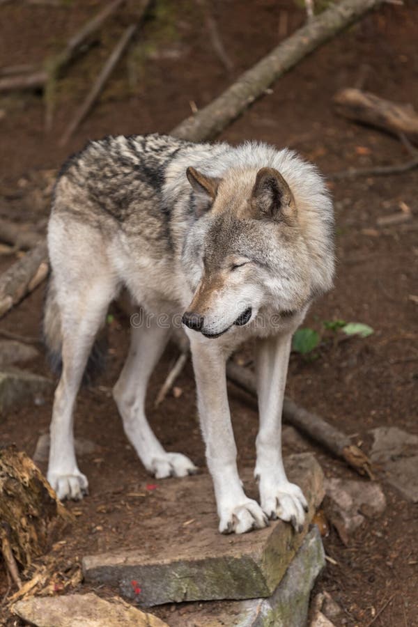 A Lone Timber Wolf in a Forest Stock Photo - Image of snow, mammal ...