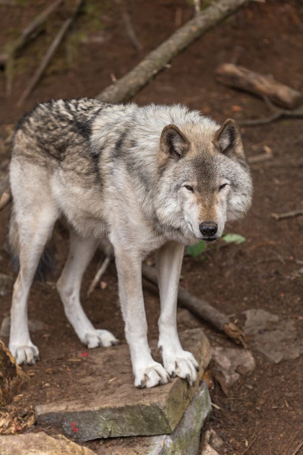 A Lone Timber Wolf in a Forest Stock Photo - Image of canine, hunter ...