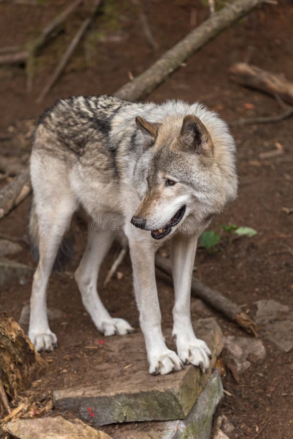 A Lone Timber Wolf in a Forest Stock Image - Image of natural, north ...