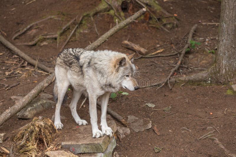 A Lone Timber Wolf in a Forest Stock Image - Image of scene, outdoors ...