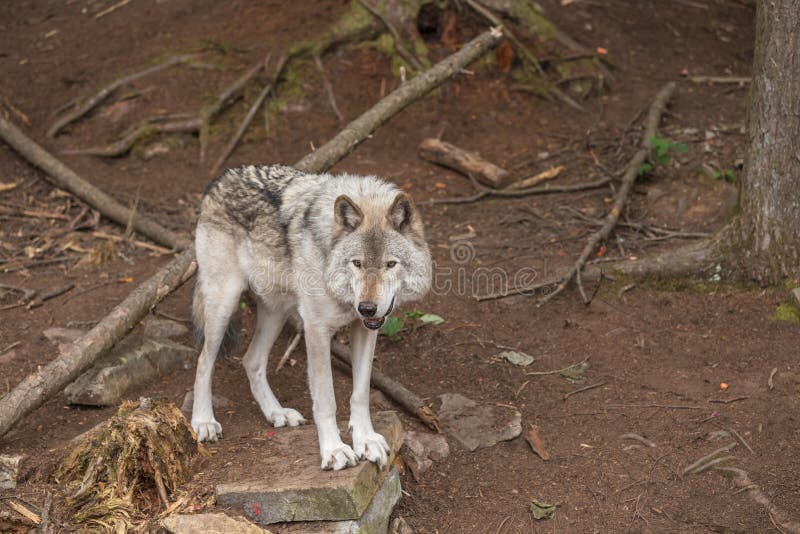 A Lone Timber Wolf in a Forest Stock Image - Image of outside, nature ...